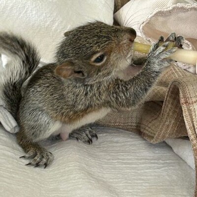 Flying Squirrel House, Northern Flying Squirrel House, Southern Flying ...