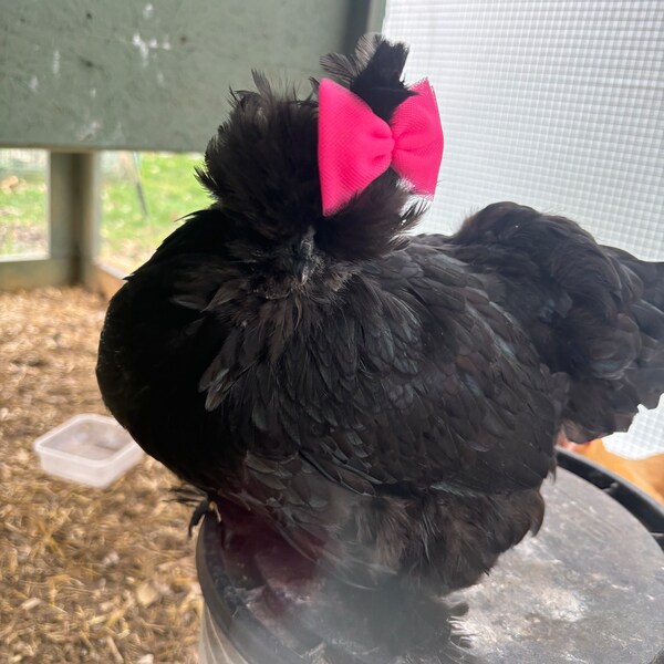 Silkie Hair Bows - Hair Bow for Silkies - Chicken Accessories - Chicken ...