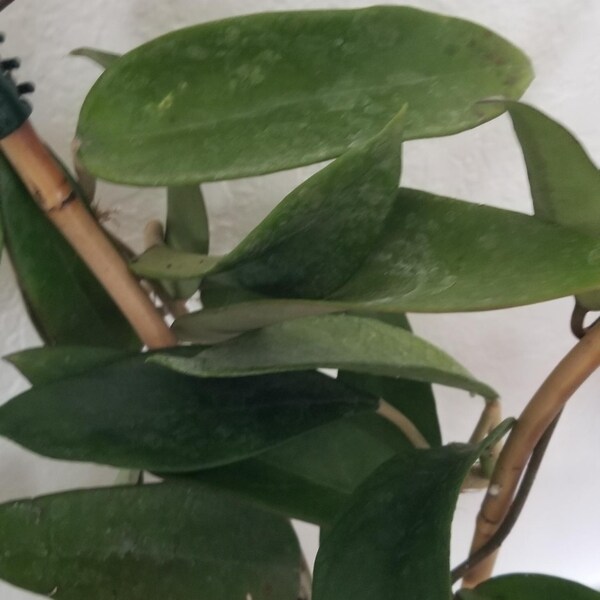 Hoya Mindorensis red Flowers - Etsy