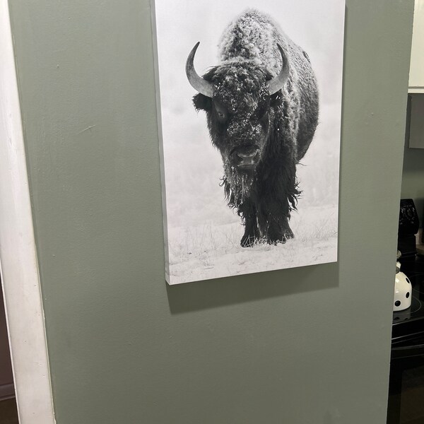 Bull Buffalo Canvas Artwork for Home or Office, Wall Hanging, North ...