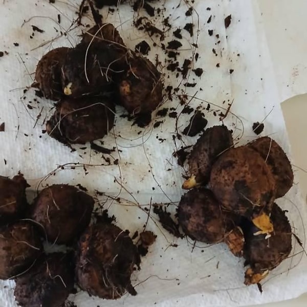 5 Breadnut Seeds: Exotic Tropical Fruit, Artocarpus Camansi - Etsy