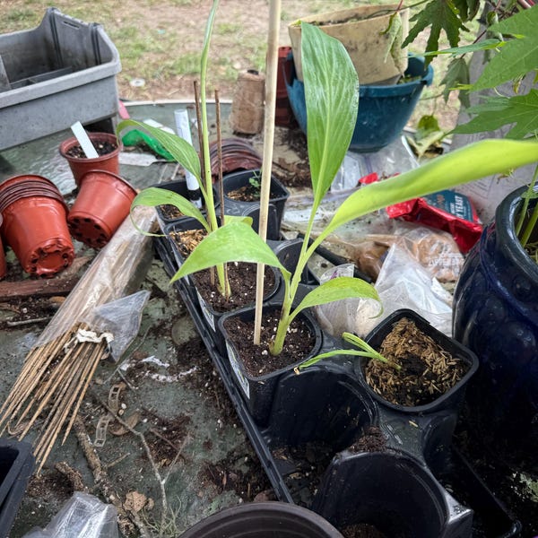 Athens Blue Princess Glory Bush Plant~~tibouchina Urvilleana~small ...