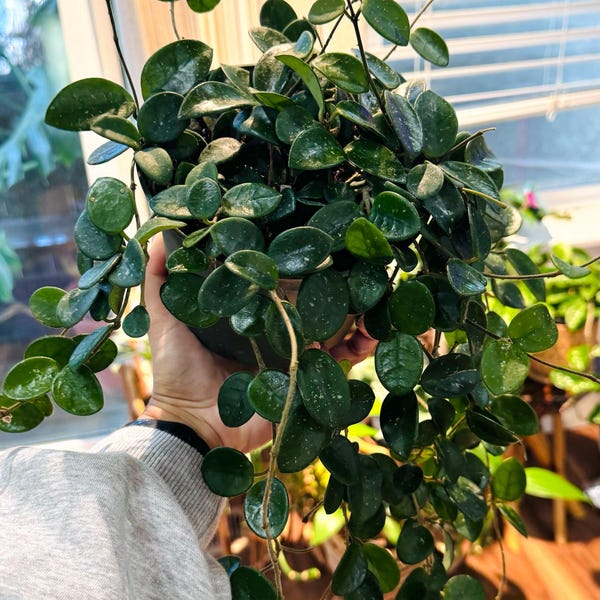 Hoya Mathilde in a 6 Inch Pot / Many Peduncles / Well Established ...