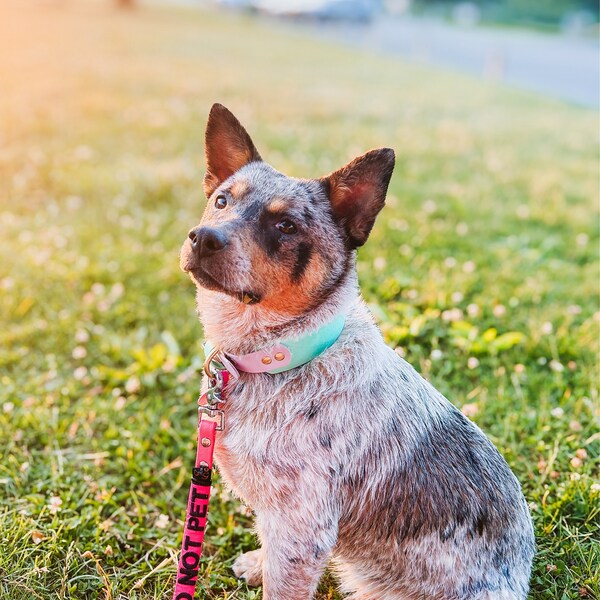 Tapered Double Layer Biothane Dog Collar, Two Tone/color 1" Inch and 1. ...