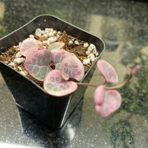 Crassula Picturata Tiger Jade 4 | Etsy