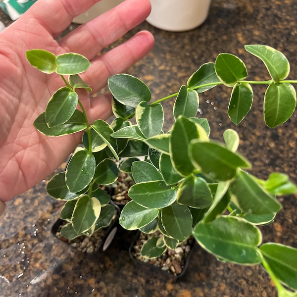Hoya 'mathilde' (inner Variegated) | 2-inch | Exact Plant | Free Live ...