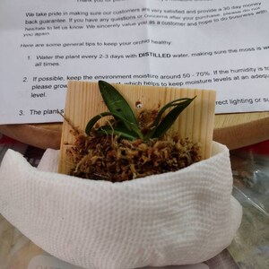 Sedirea Japonica nagoran Miniature Aerides Orchid Wood - Etsy