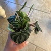 Peperomia Dragon Skin Starter Plant (ALL STARTER PLANTS Require You to ...