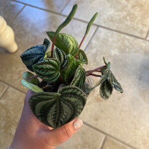 Peperomia Dragon Skin Starter Plant ALL STARTER PLANTS Require You to ...