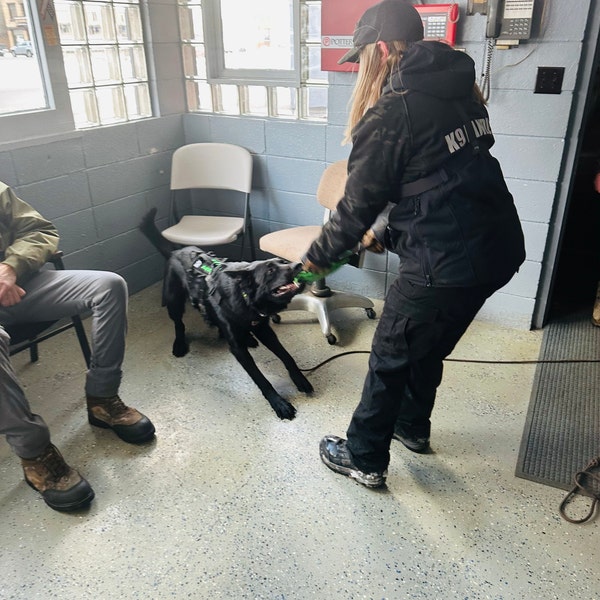 Redline K9 Jazzy Sherpa Dog Tug Toy With Bungee Handle - Etsy Canada