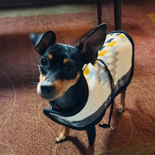 Red & Black Pendleton Wool Dog Coat - Featuring Exclusive D-ring ...