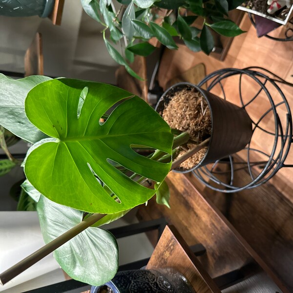 Monstera Deliciosa Tropical Split Leaf Plant 6" Inch Pot | Indoor ...
