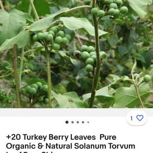 Fresh Whole Burdock Root, Gobo Root - Etsy