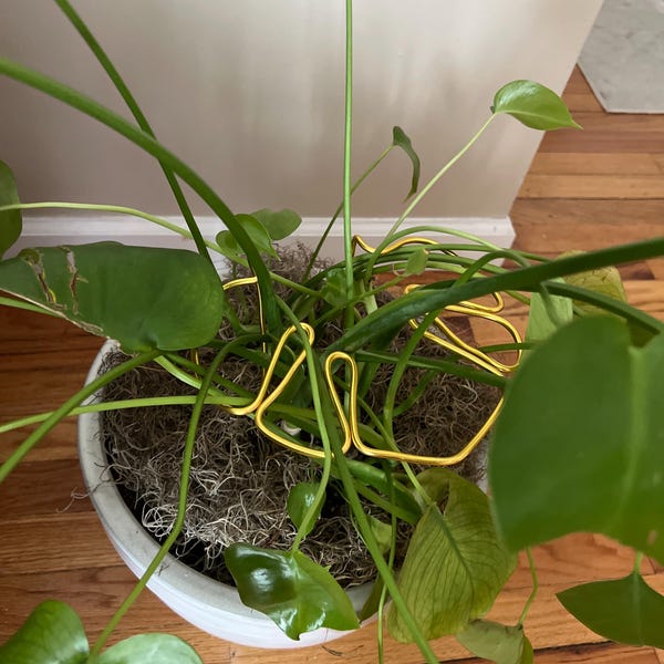 Monstera Shaped Plant Support - Gold Coloured - Etsy