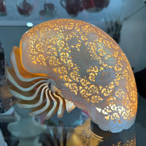 Carved Snail Shell,hummingbird Theme,natural Sea Shell,polished and ...