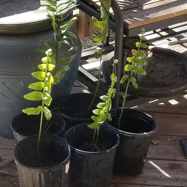 Florida Native Macho Fern Fronds (5) With Roots - Etsy