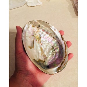Abalone Shell Perfect for Smudge Sticks Alter Tool High Quality One ...