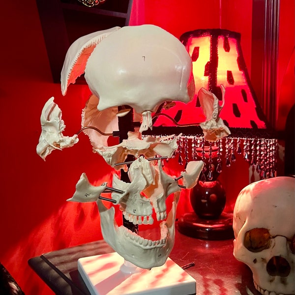 Exploded Human Skull - Beauchene Skull Model - Medical Display Model ...