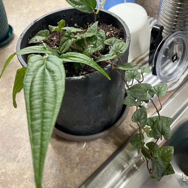 Piper Silver Flecks 4”pot (ALL PLANTS Require You to Purchase 2 Plants ...