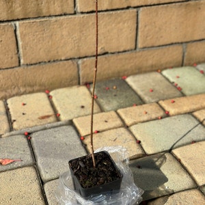 5 Red Maple Bare Root acer Rubrum - Etsy