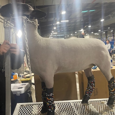 Cotton Sheep Socks / Leg Tubes to Wrap and Protect Leg Shag - Etsy