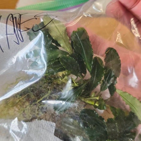 Bucephalandra Sp Silver Submerged Grown Aquarium, Terrarium, Paladarium ...