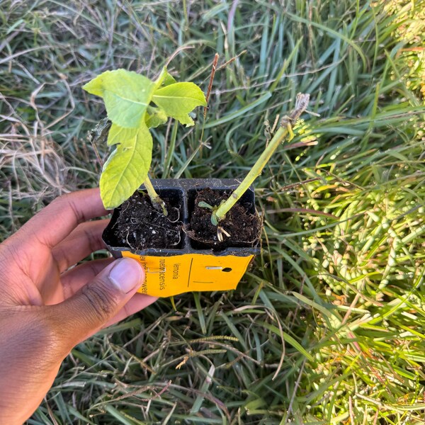 Carex Lurida | Shallow Sedge | Bareroot | Wetland Restoration | Live ...
