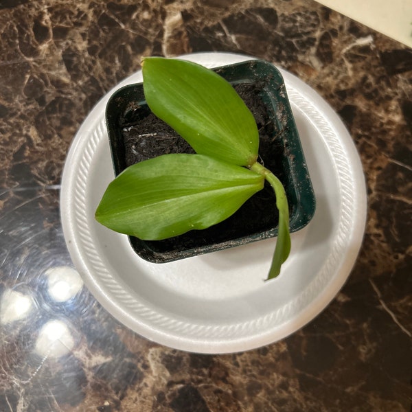 Insulin Plant (costus Igneus) Rhizome and a Growing Bud. 3”plant If ...