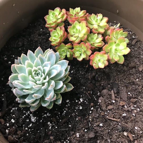 Sedum Angelina Rare Succulent Live Plant - Etsy