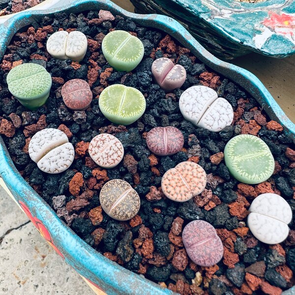 Plant -1-dinterops（ D.vanzylii × “fred's Redhead”） - Etsy