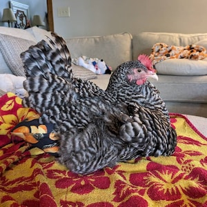 Guinea Pig Cavy Diaper With Bib / Collar Waterproof Designed - Etsy