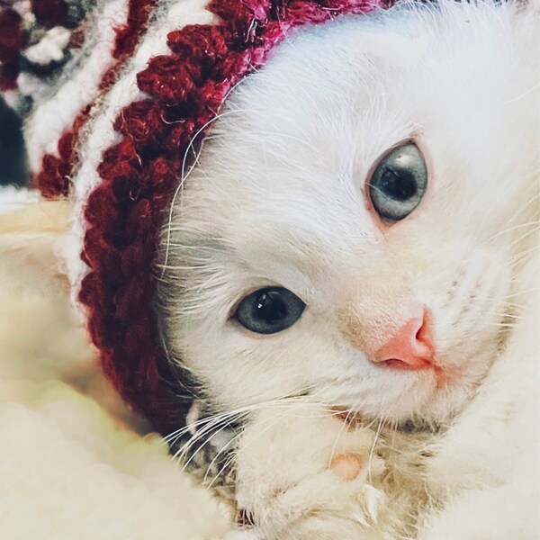 Beanie Hat for Cats, Burgundy - Gray - White Striped Pom Pom Hat for ...