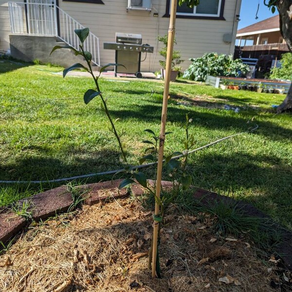 Grafted Kishu Mandarin Tree in Half Gallon Pot, Tangerine FLORIDA ...