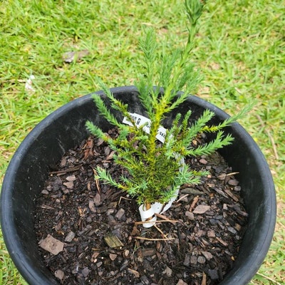 Giant Sequoia Tree Seed Grow Kit the Jonsteen Company - Etsy