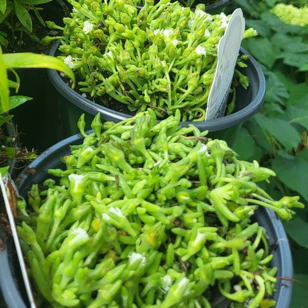 Hosta sun Mouse BEST GOLD Miniature Hosta - Etsy