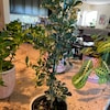Chinese Perfume Tree, Chinese Rice Flower, in 4 Pot Aglaia Odorata - Etsy