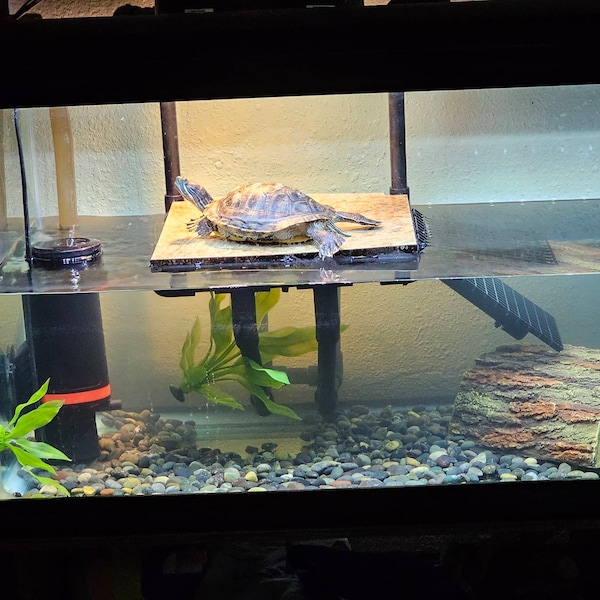 Tank Topper Turtle Dock Sits on Top of Your Aquarium and Fits 18-19 ...