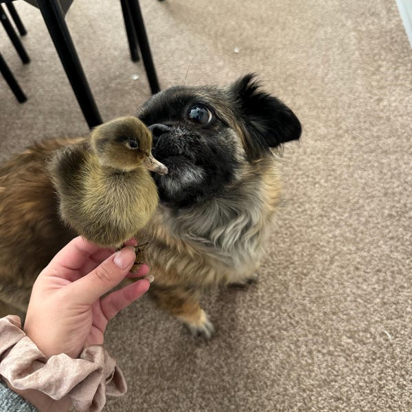 Real Little Yellow Duck Specimen Collectibles Study, Special Gifts Kids ...