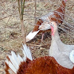 Mermaid Chicken Tutu | Etsy