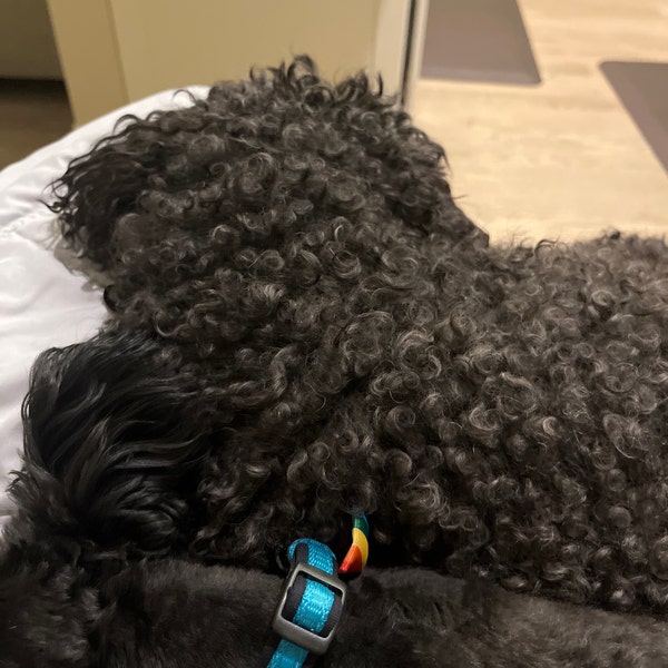 LAKE SIREN 3.25" X 10" - Etsy