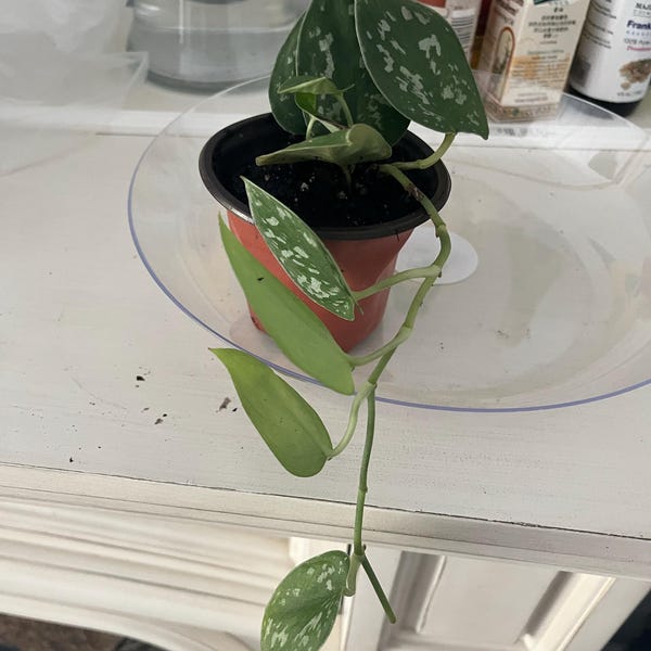 Silver Satin Pothos - Scindapsus Pictus Argyraeus - Silver Pothos Live ...