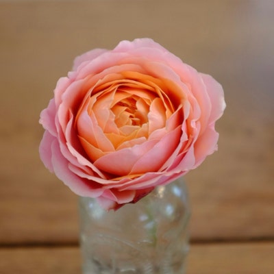 French Cut Rose Pink Strong Fragrant Rose Live Plant, 1 Gallon - Etsy