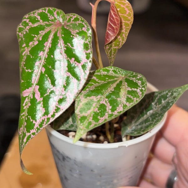 Pink Piper Crocatum Starter Plant (ALL Starter PLANTS Require You to ...