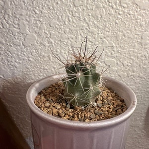 Neoraimondia Herzogianai baseball Bat Cactus 3.5 Inch Pot - Etsy