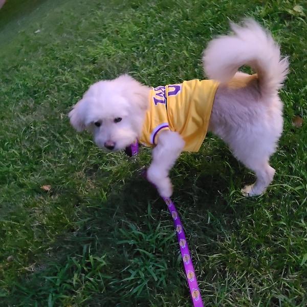 Los Angeles Lakers NBA Adjustible or Martingale Dog Collar, With ...
