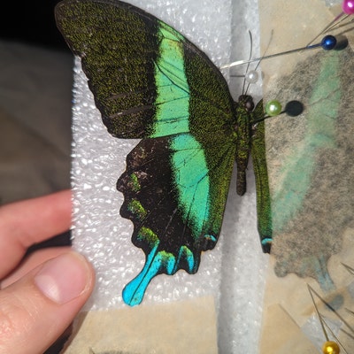 Actias Sinensis MALE Golden Moon Moth China - Etsy