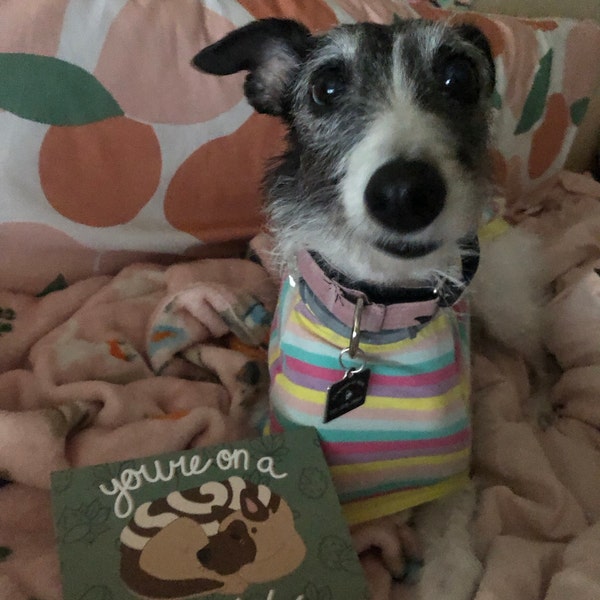 Dango Dog | Shiba Inu Sticker | Tri Colored - Etsy