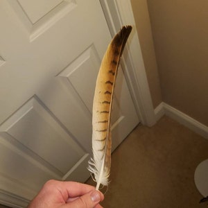 One Hawk Feather, Buzzard Feather, Raptor Bird of Prey Wing Feather ...