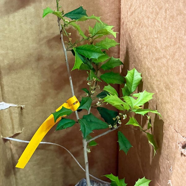 Ilex Opaca 'miss Helen' - Female American Holly - Live Plant - 12" Tall ...