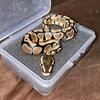 Customizable Ball Python Miniature / Figure / Sculpture / Necklace ...
